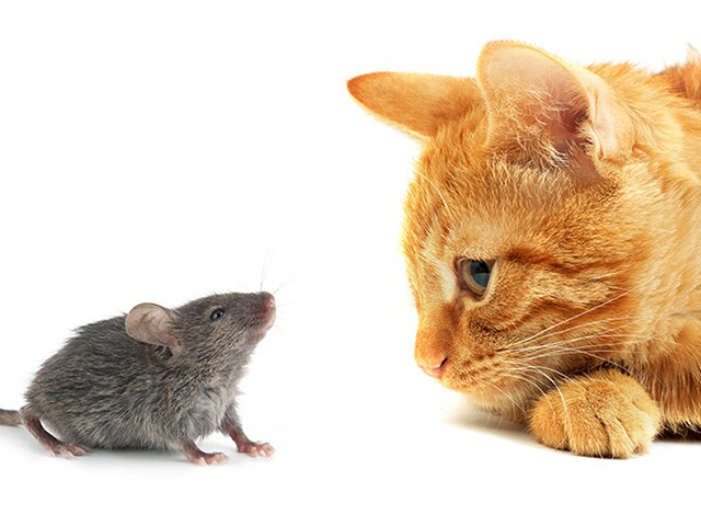 Topografía*-Fábula imposible: el gato y el ratón - Claridad